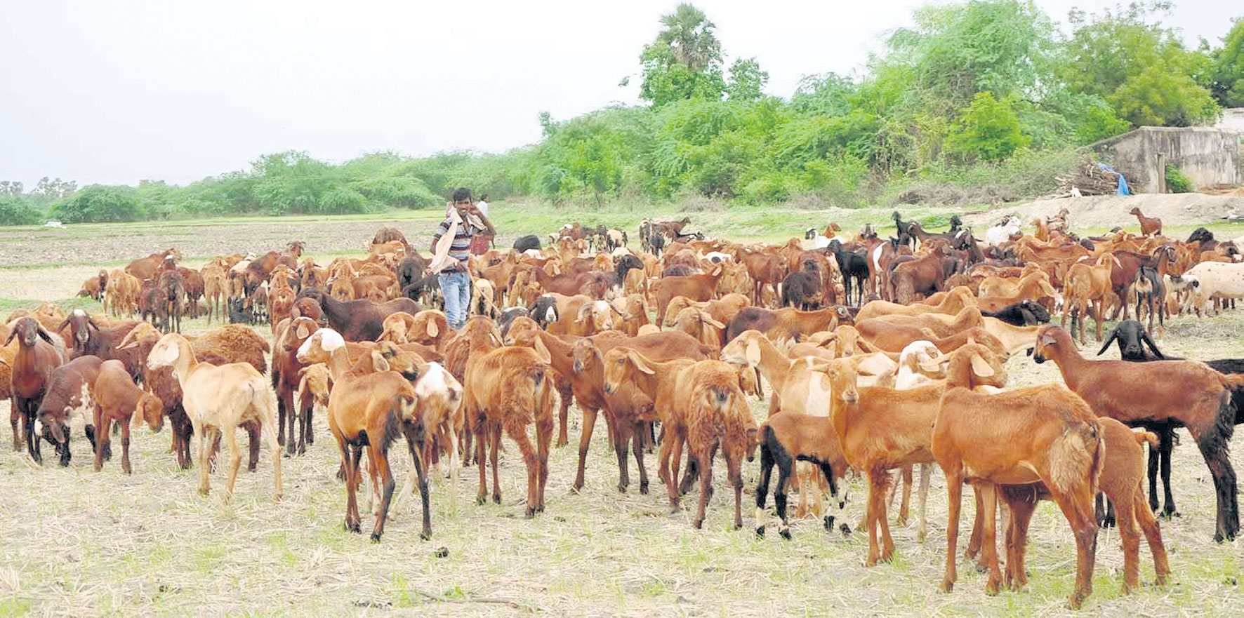 మళ్లీ గొర్రెలొస్తున్నాయ్‌ | Sheep again