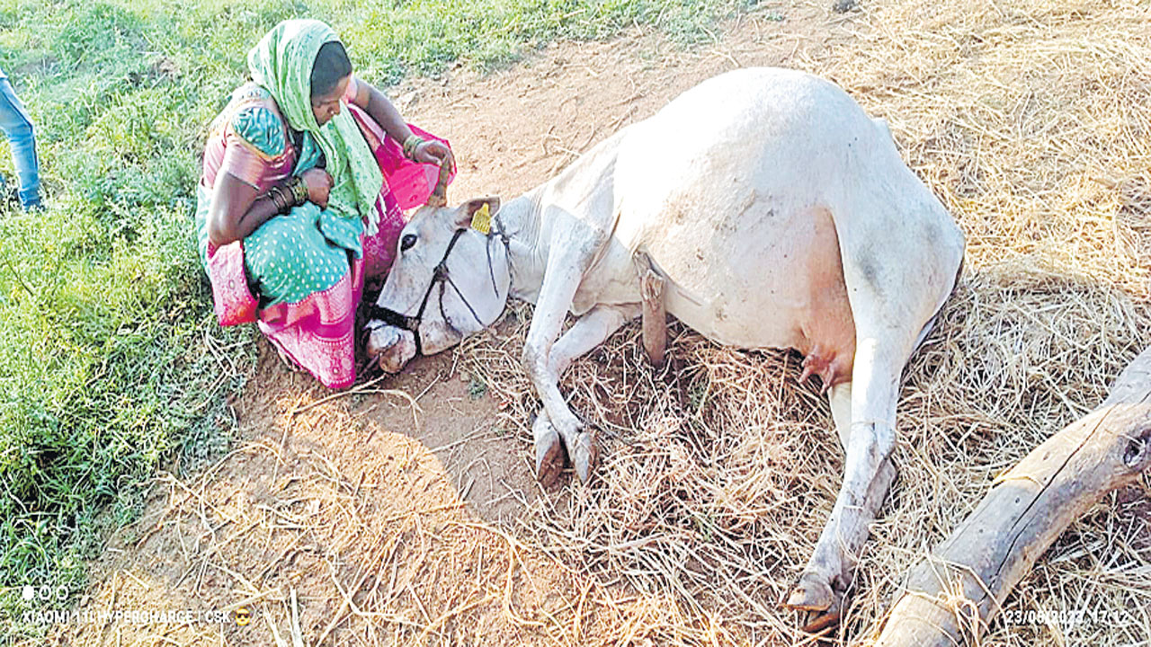 అనుమానాస్పద స్థితిలో ఆవు మృత్యువాత | Cow died in suspicious condition