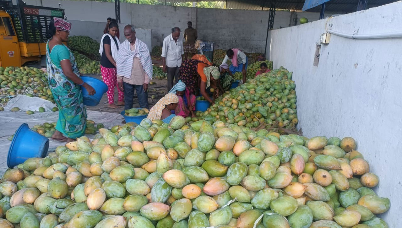 తోతాపురి కిలో రూ.9 మాత్రమే | Totapuri is only Rs.9 per kg