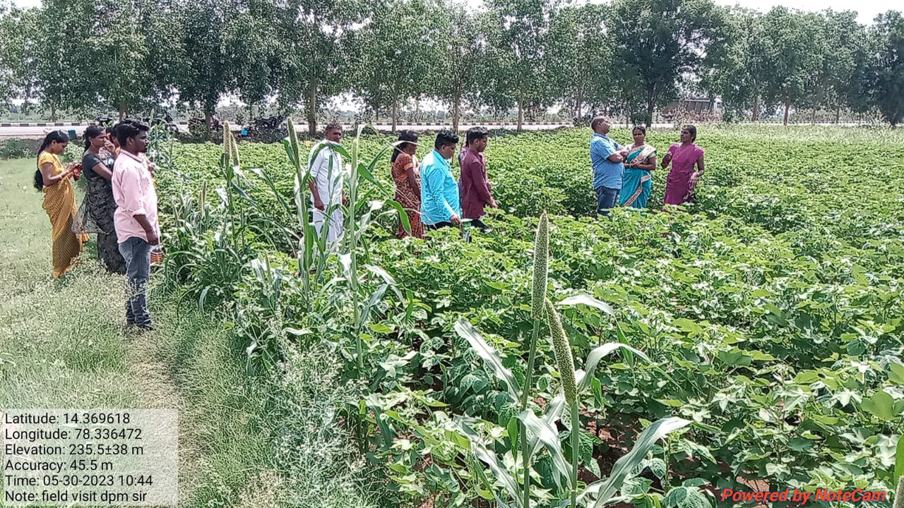 అంతర్‌ పంటల ద్వారా అధిక ఆదాయం | Higher income through intercropping