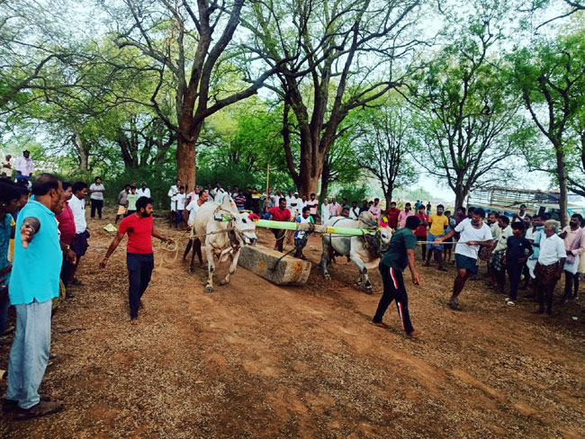 వైభవంగా అంకాలమ్మ తిరునాళ్ల | ankalamma tirunalla