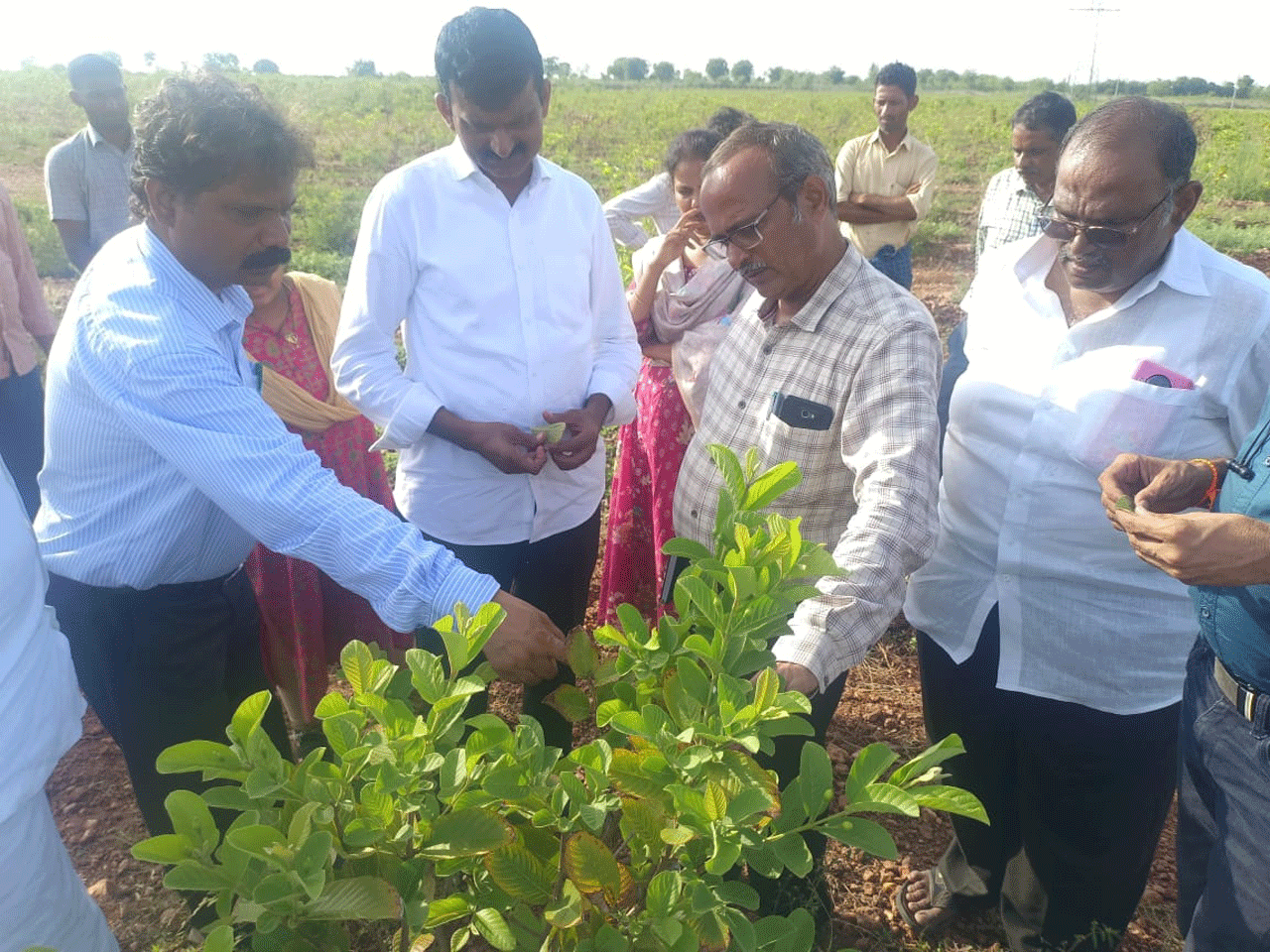 ఉద్యాన పంటల పరిశీలన | Observation of horticultural crops