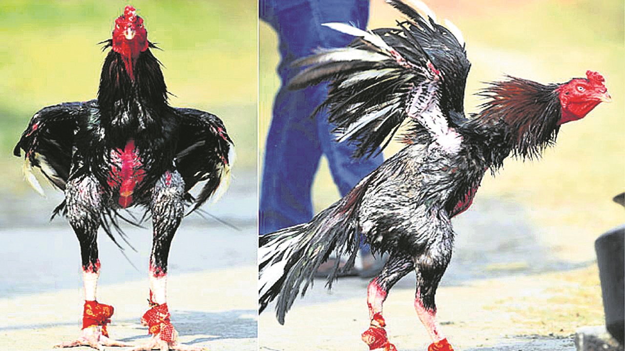 ముళ్ల పొదల్లో కోడి పందేలు | A chicken race in the thorn bushes