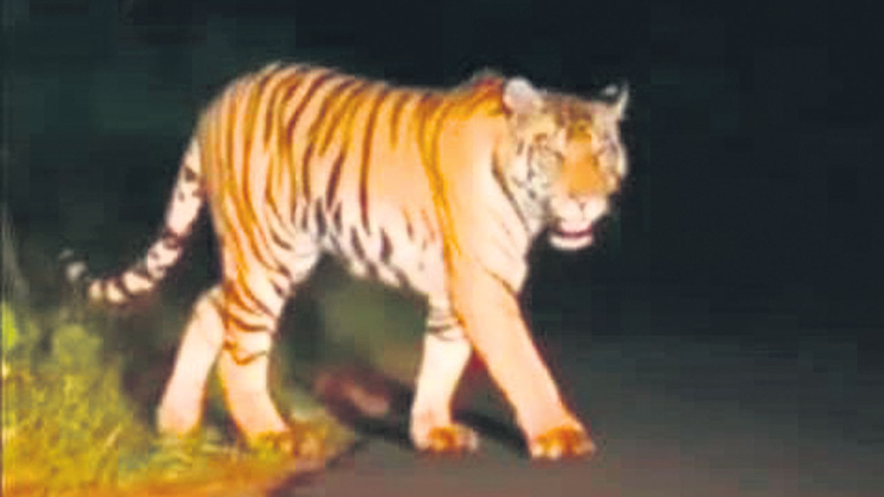 వామ్మో పెద్దపులి! | Tiger Fear