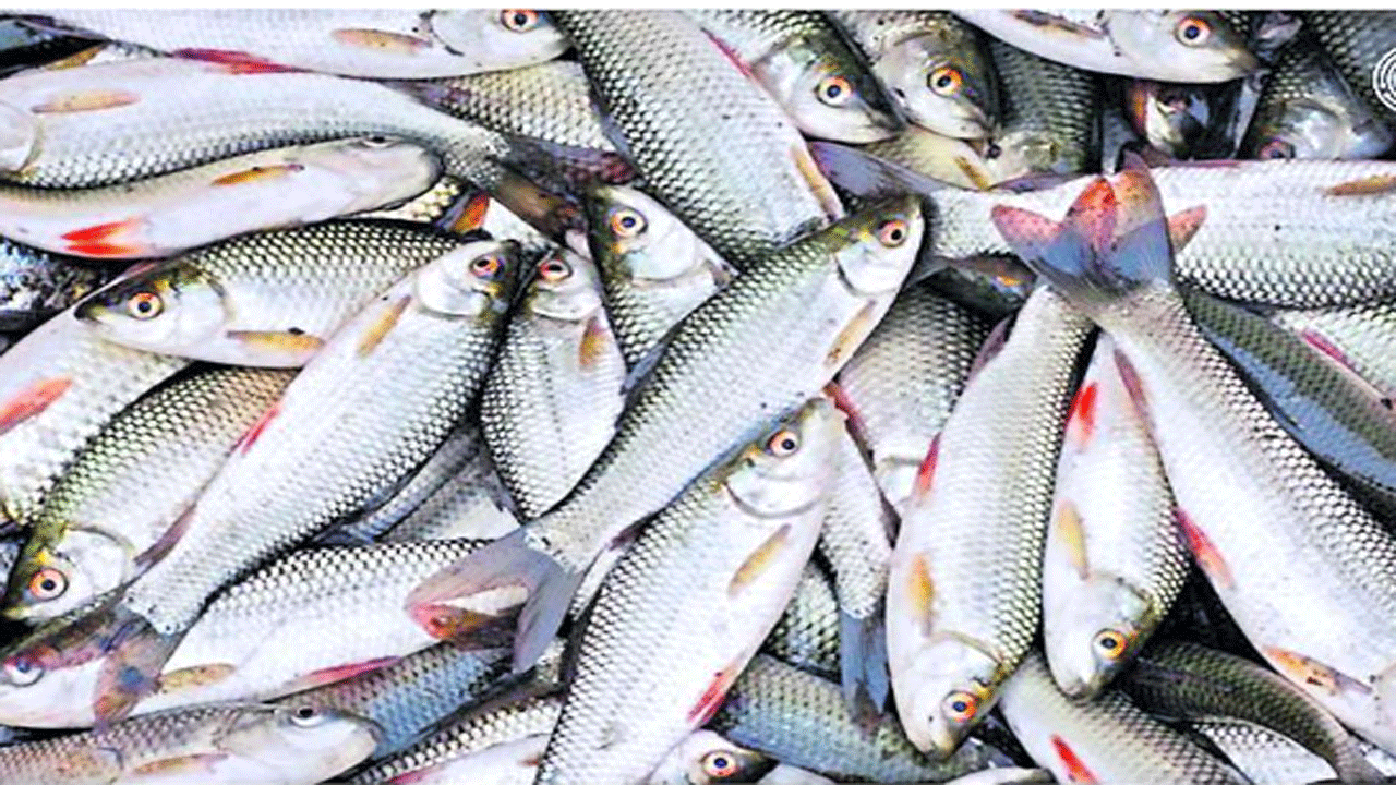 Fish Exports:చేపల ఎగుమతులు ఢమాల్‌! | Exports of fish Dhamal