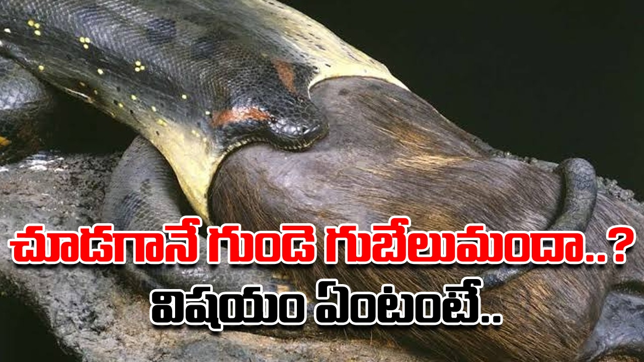 Anaconda Devouring Capybara: వందేళ్ల నాటి ఈ అనకొండ స్వరూపం ...