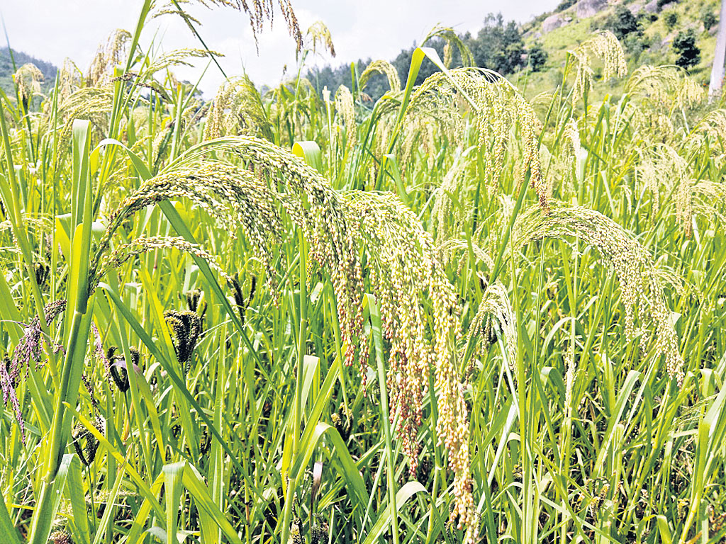 ‘రైతులకు సిరి’ధాన్యాలు | 'Siri for farmers' grains