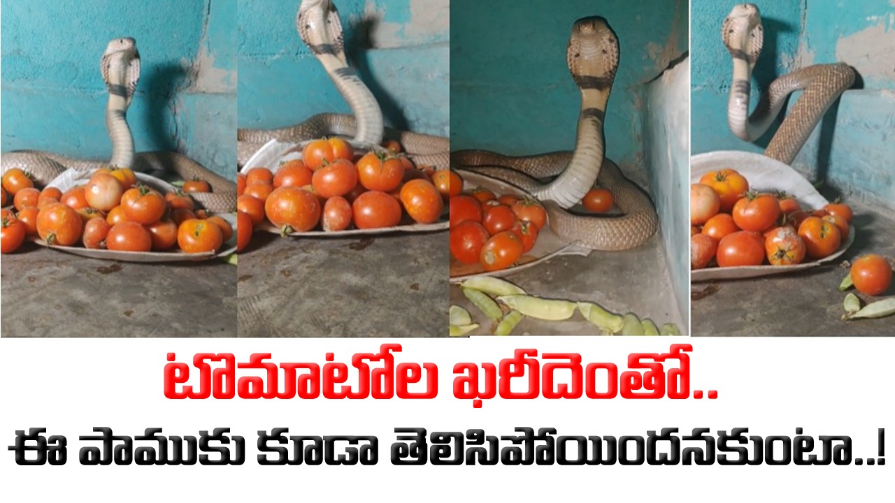 Tomato-Snake Video: టొమాటోలకు ఇంతకు మించిన సెక్యూరిటీ ఎవరూ ఇవ్వలేరేమో ...