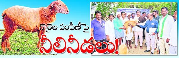 గొర్రెల పంపిణీపై నీలినీడలు! | Blue shadows on the distribution of sheep!