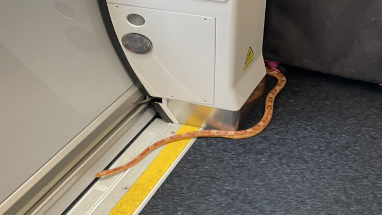 Snake in Train: రైల్లో సడన్‌గా పాము ప్రత్యక్షం.. భయంతో పరుగులు తీసిన ...