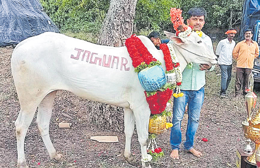 నవీన్‌ ‘జాగ్వార్‌’.. 9.20లక్షలు | The highest priced bull in Srirangapatna