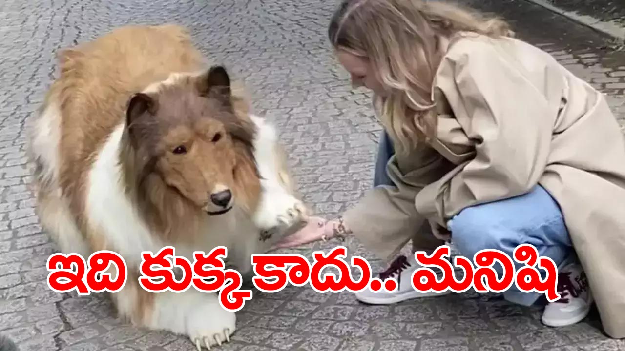 Man Turns into Dog: ఇదెక్కడి పైత్యంరా నాయనా.. రూ.16 లక్షలు ఖర్చుపెట్టి ...