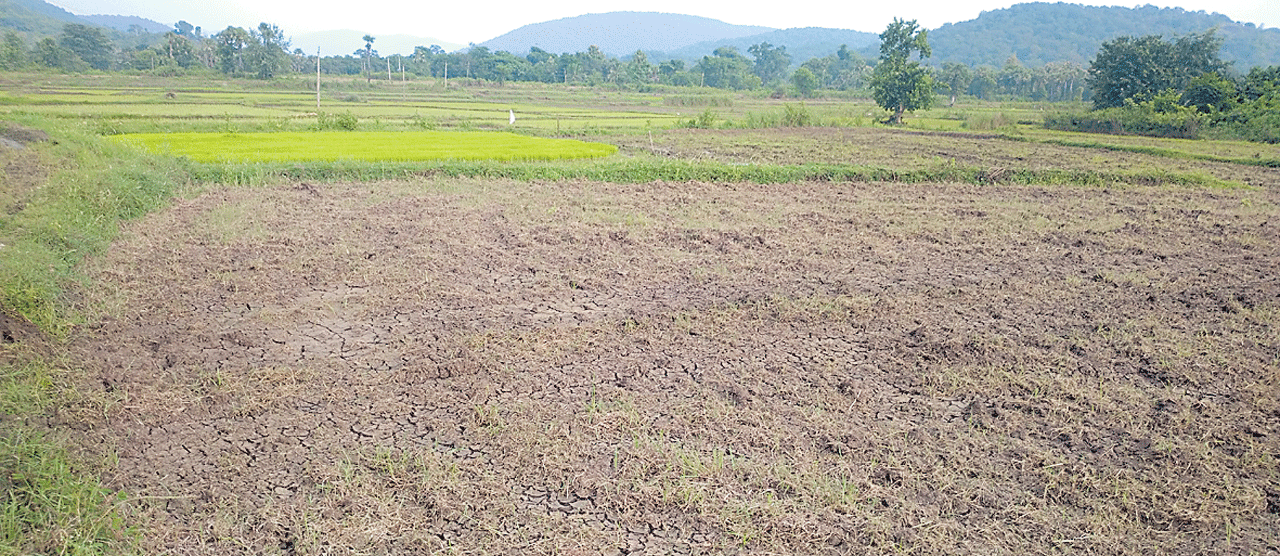 పంటలు ఎండిపోతున్నాయి! | crops dry water