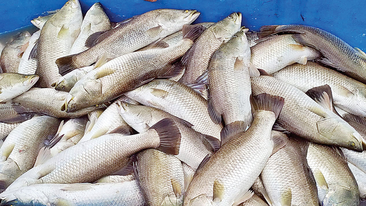 పడిపోయిన పండుగప్ప ధర | pandugoppa story