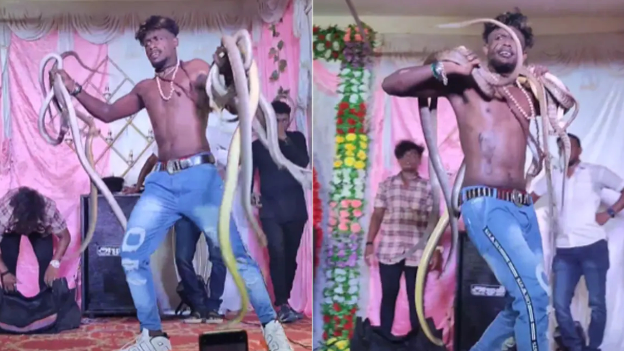 Snake Dance: ఓరి నాయనో.. ఇంతకు తెగించావేంటయ్యా బాబూ.. కుప్పలు కుప్పలుగా ...