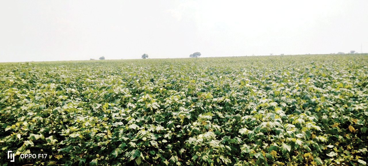 ఎండుతున్న పంటలు | Drying crops