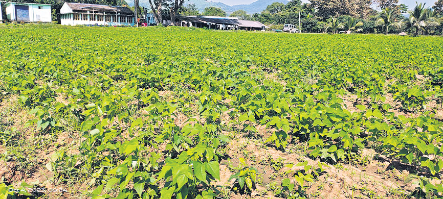 ఆశాజనకంగా రాజ్‌మా సాగు | Hopefully Rajma cultivation