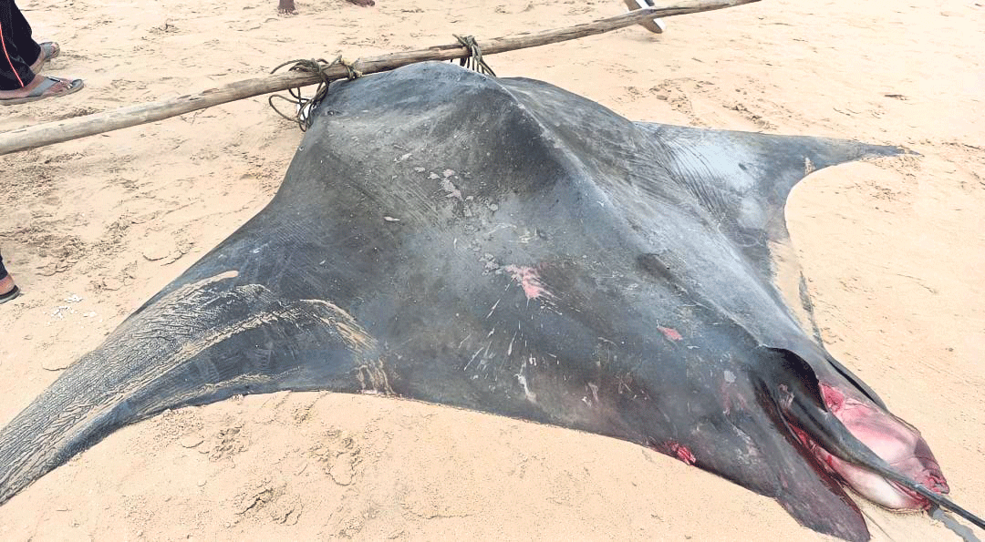 చిక్కిన టేకు చేప | Trapped teak fish