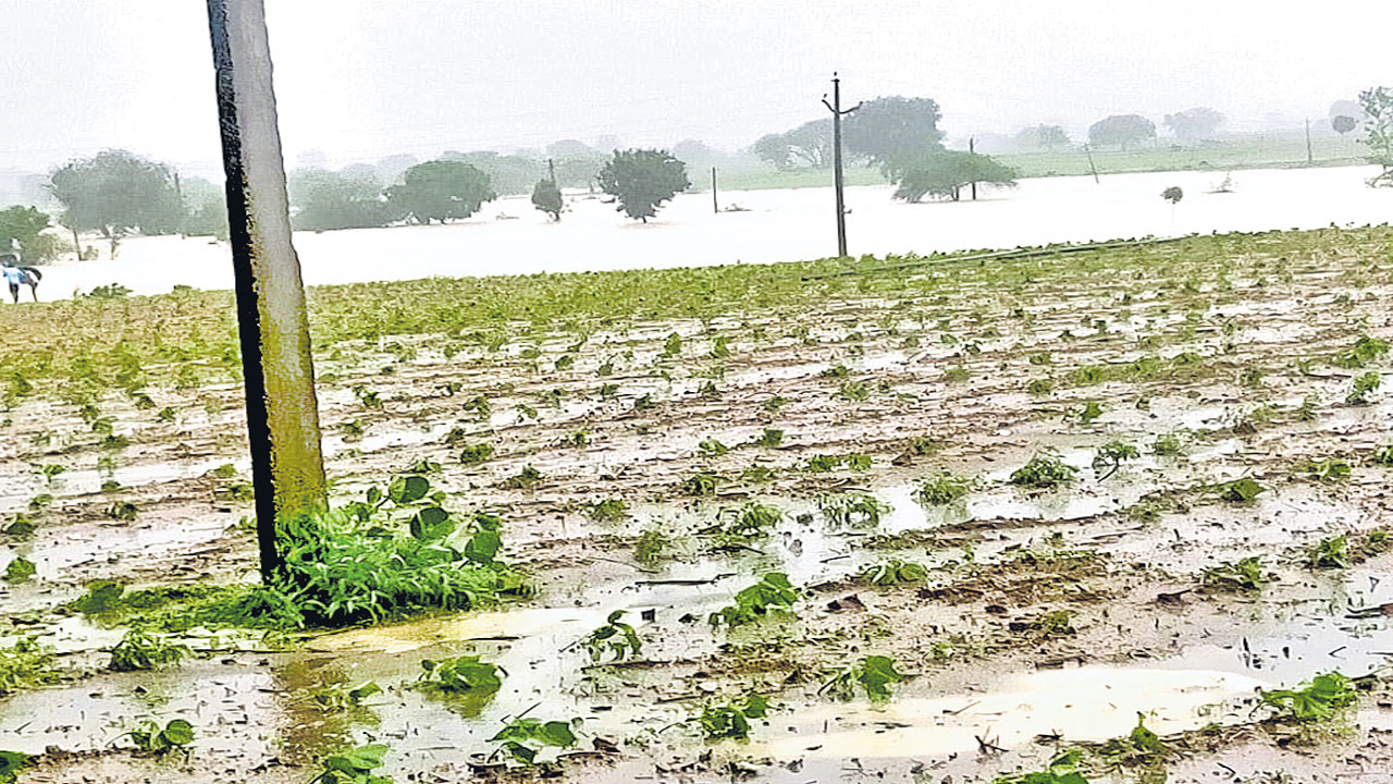 Crop loss : పంట నష్టం 1500 కోట్లు! | Crop loss 1500 crores