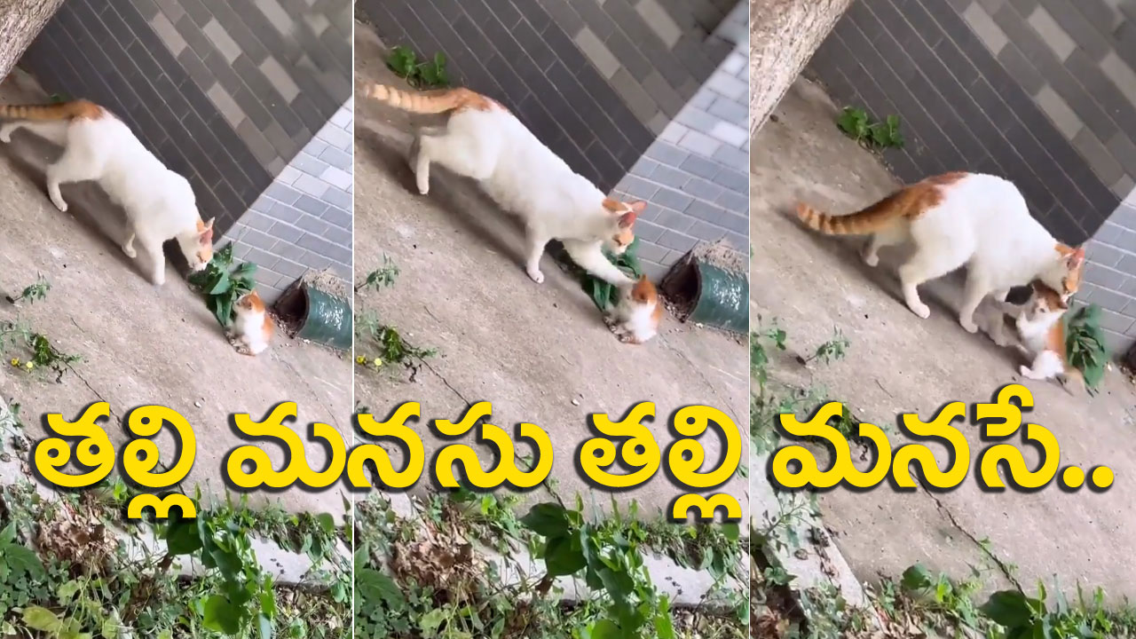 Viral Video: తప్పిపోయిన బిడ్డ కనిపించగానే ప్రేమతో చెంపపై ఒక్కటిచ్చి ...