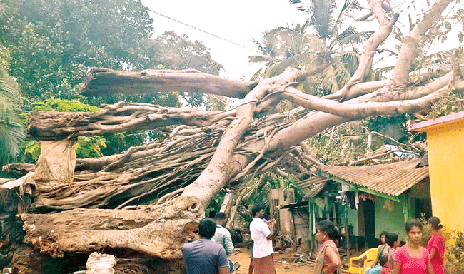 కూలిన మర్రిచెట్టు | A fallen banyan tree