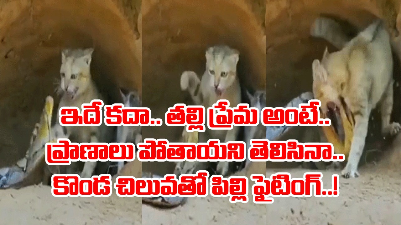 Python vs Cat: గూట్లో దాక్కున్న పిల్లి పిల్లలు.. తినేందుకు వెతుక్కుంటూ ...