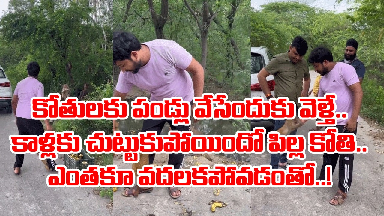 Monkey Video: అరటికాయలు వేసేందుకు వెళ్తే.. అతడి కాళ్లకు అతుక్కుపోయిన కోతి.. ఎంతకూ వదలకపోవడంతో ...