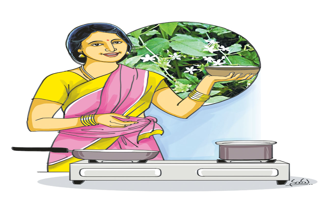 Chitrakam leaf Curd Pickle : చిత్రకం పత్రాలతో పెరుగుపచ్చడి | Chitrakam ...