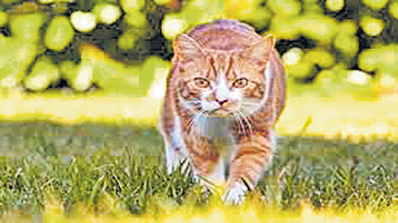 Cat Story : పిల్లి గంటకు గంట కట్టేదెవరూ? | Who bells the bell for the cat