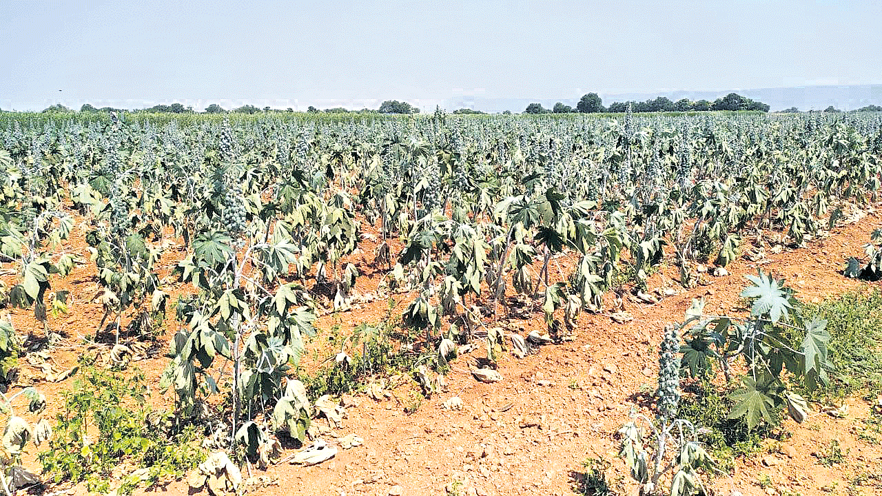నిలువునా ఎండుతున్న పంటలు | Vertical drying crops