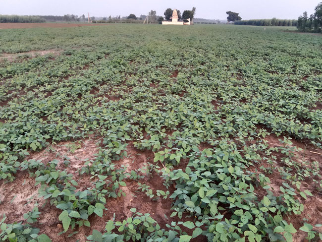 వర్షంతో జీవం పోసుకున్న పంటలు | pantalaku labham chekurchina rain