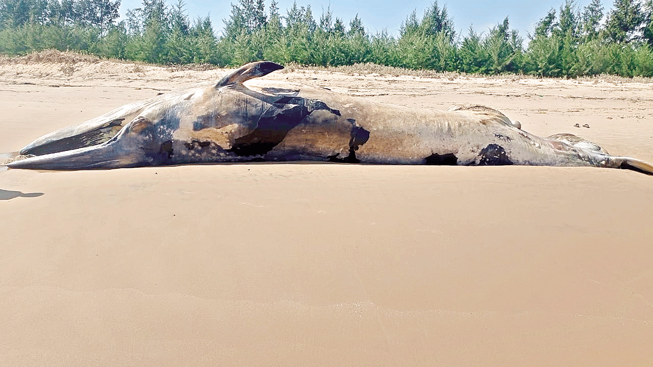 భావనపాడు తీరానికి భారీ తిమింగళం | A huge whale off the coast of Bhavanapadu