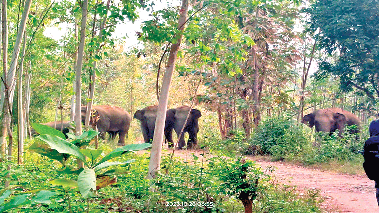 తిరిగొచ్చాయ్‌! | elephants Back!