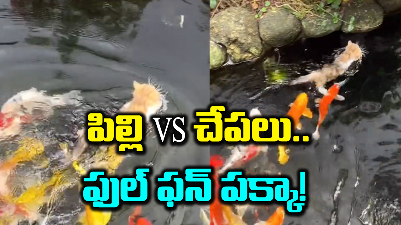 Viral: నన్ను రక్షించడ్రోయ్.. చేపలకు భయపడి ఈ పిల్లి ఏం చేసిందో చూడండి ...