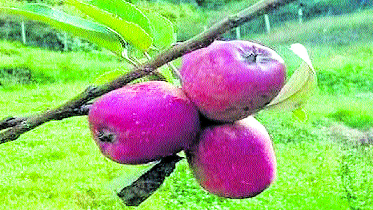 Neelagiri: నీలగిరిలో.. పండిన ‘కాలా ఆపిల్‌’ | Neelagiri: 'Kala apple ...