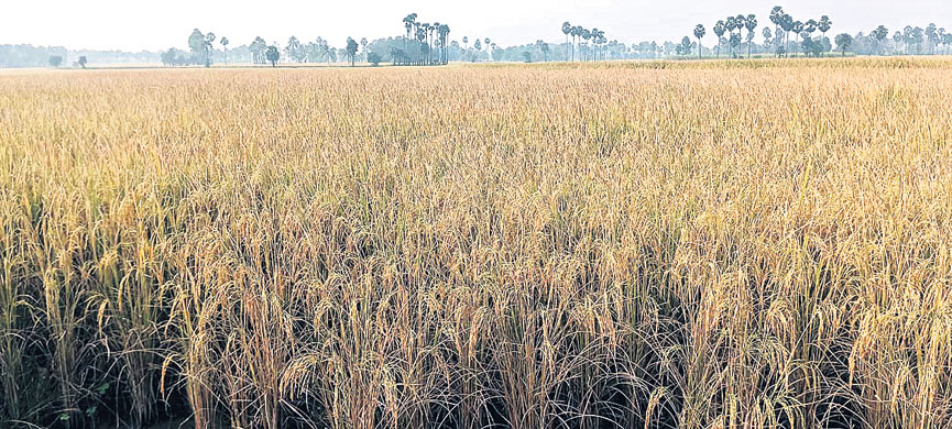 అన్నదాతల్లో తుఫాన్‌ గుబులు | There are typhoons in rice fields