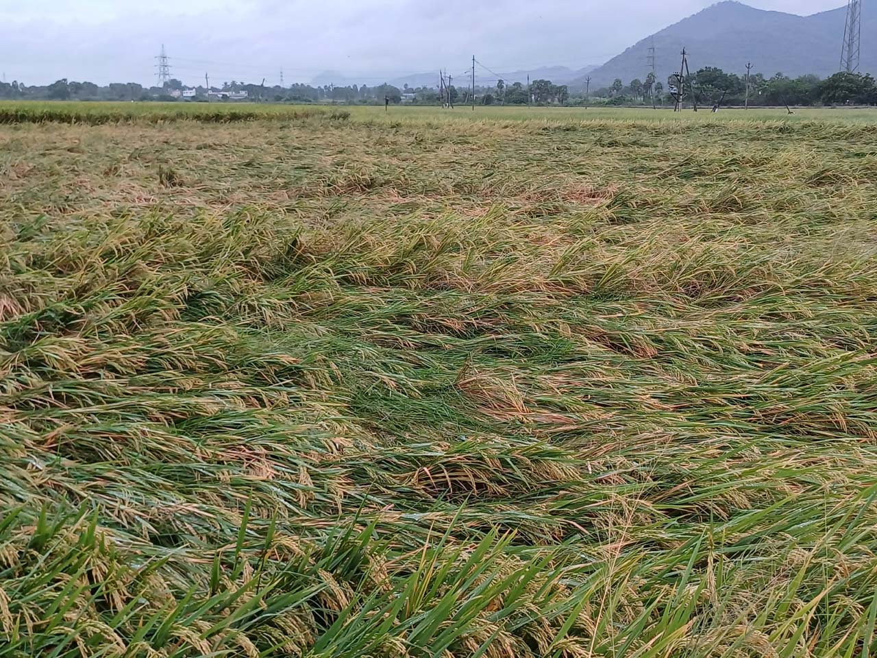 ఒరిగిన పొలాలు.. చెదిరిన ఆశలు | Fallen fields.. Shattered hopes