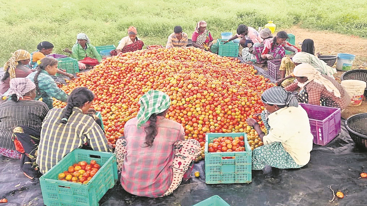 టమోటా ధర పతనం | Tomato price fall