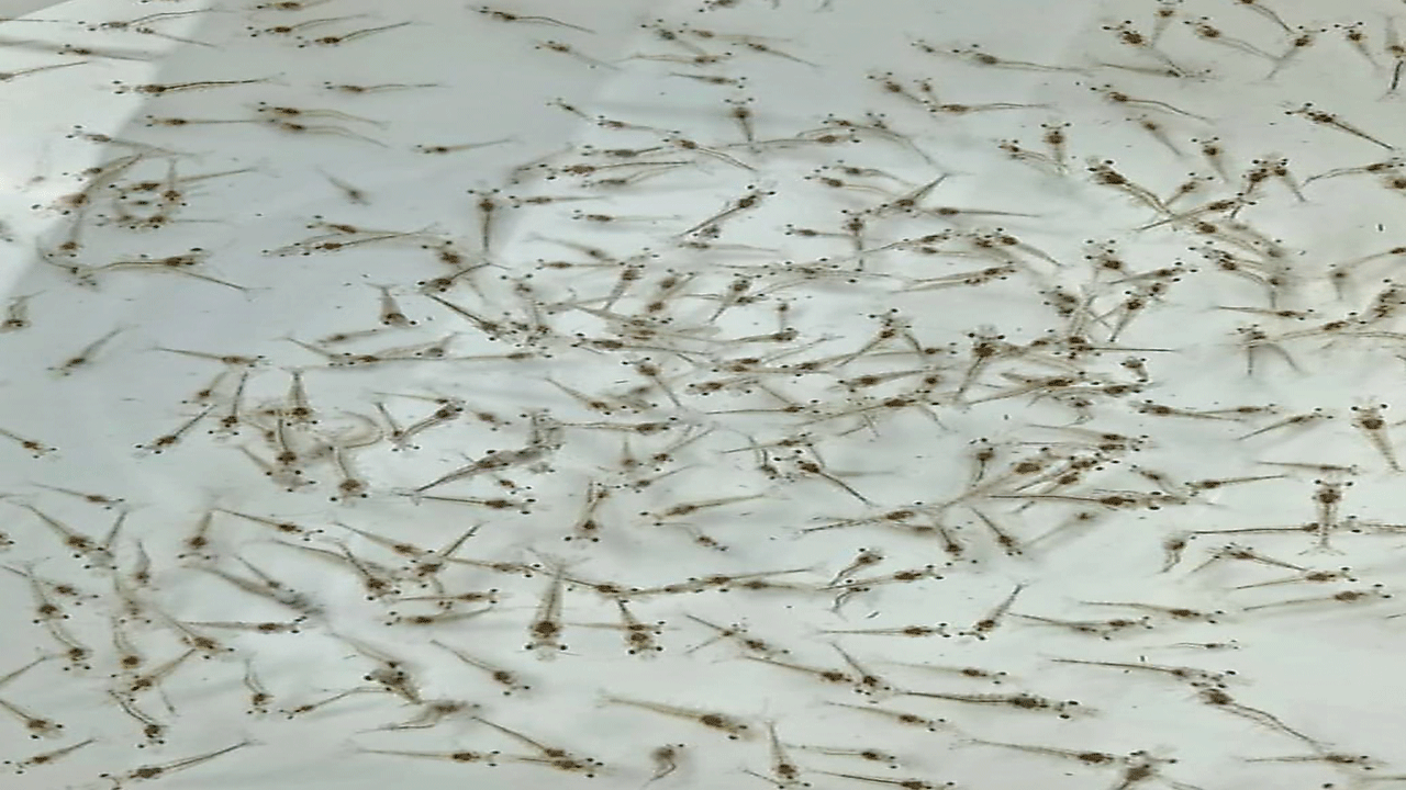 గంపెడాశతో.. | prawn seeds