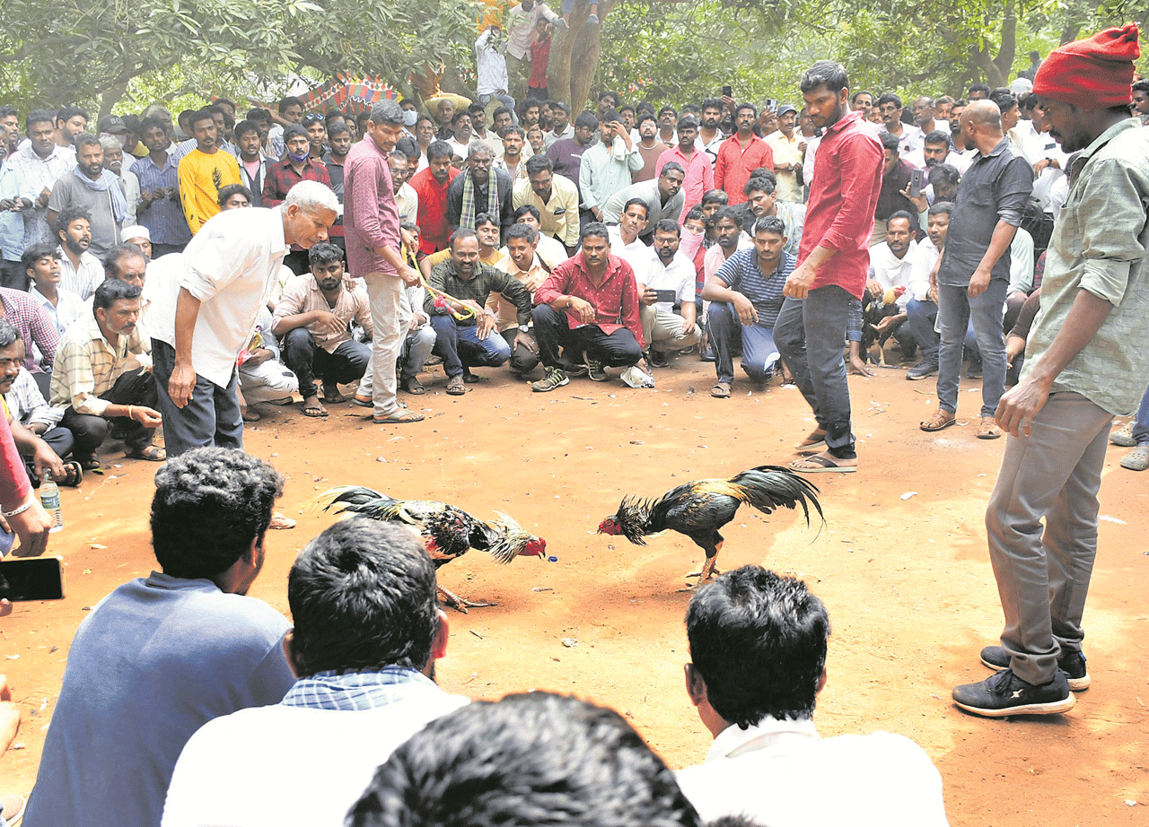 బరివెక్కిన గుండెలు! | kodi pandem