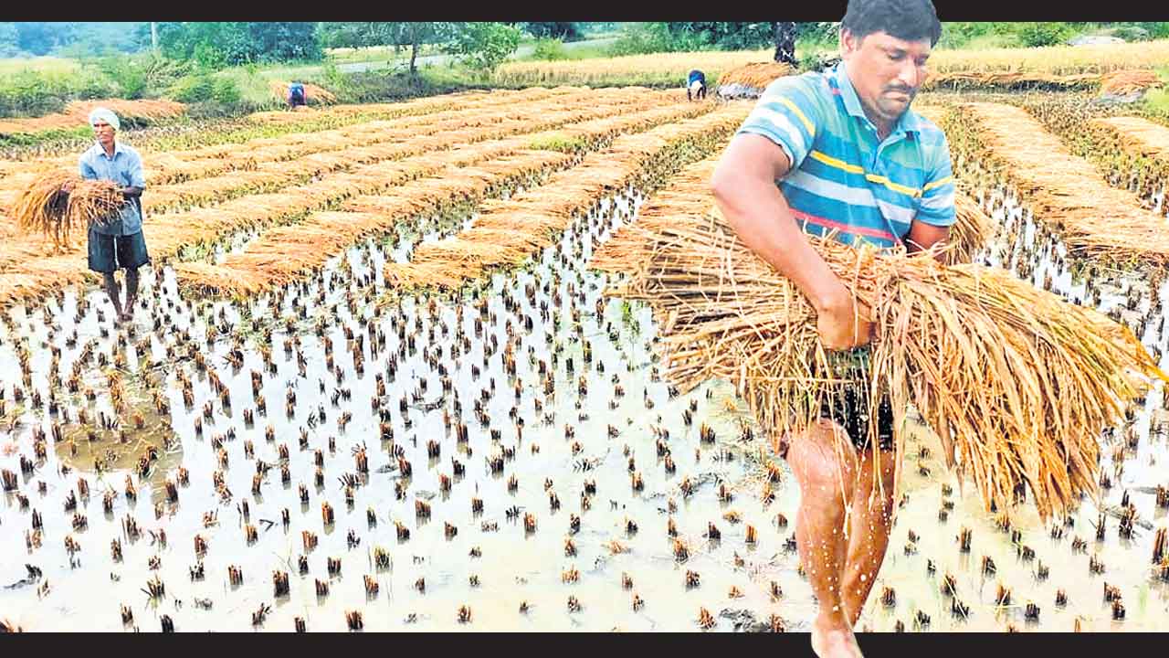 చెడగొట్టు వాన | Bad rain