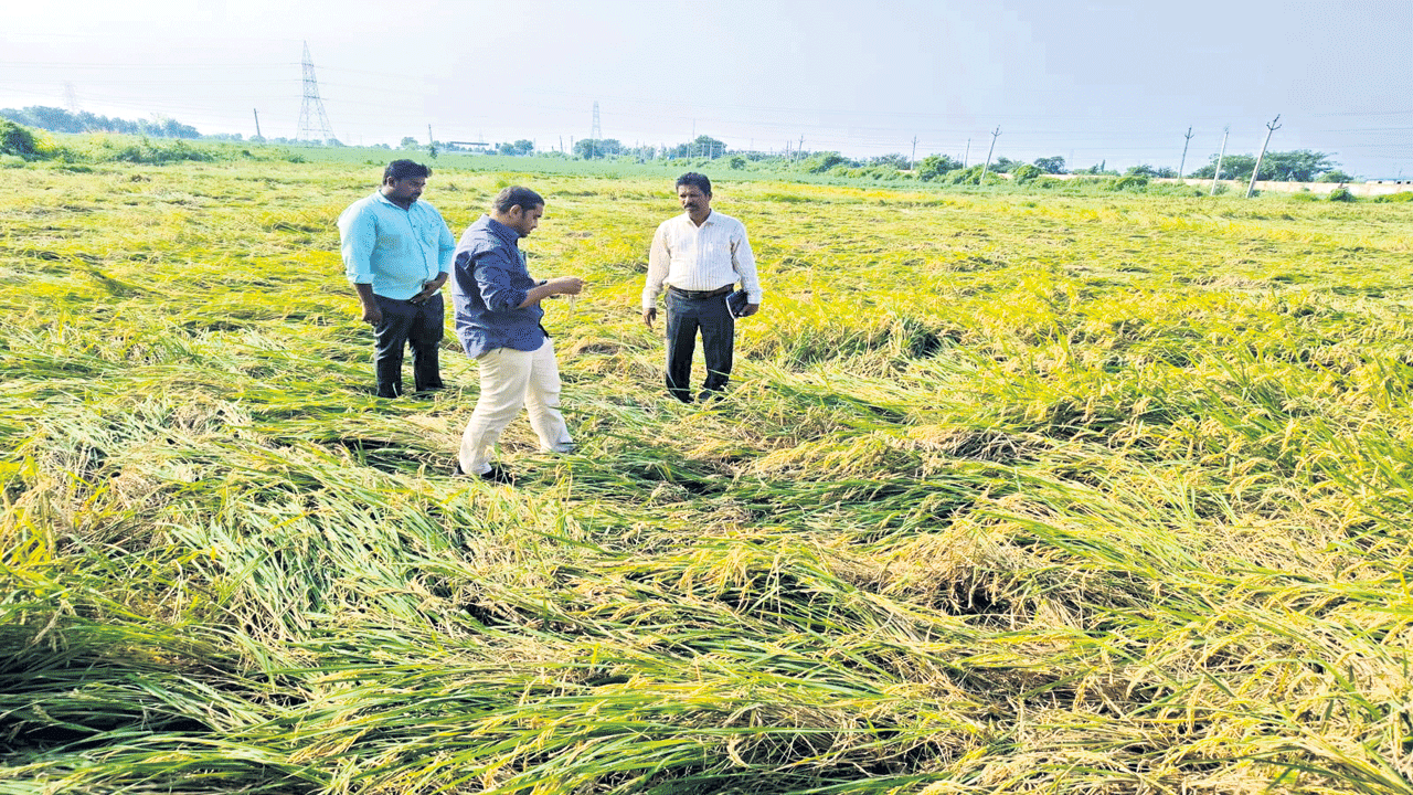 పంట నష్ట పోయిన రైతుల వివరాలు నమోదు చేయాలి | Crop loss Details of ...