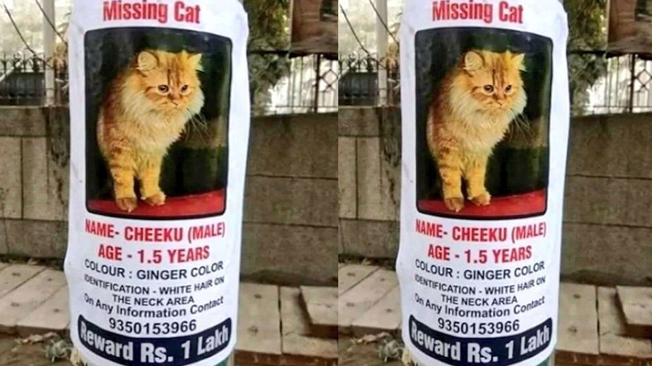 Viral: పెంపుడు పిల్లి కోసం ఊరంతా పోస్టర్లు.. ఆచూకీ చెబితే ఏకంగా రూ.లక్ష ...