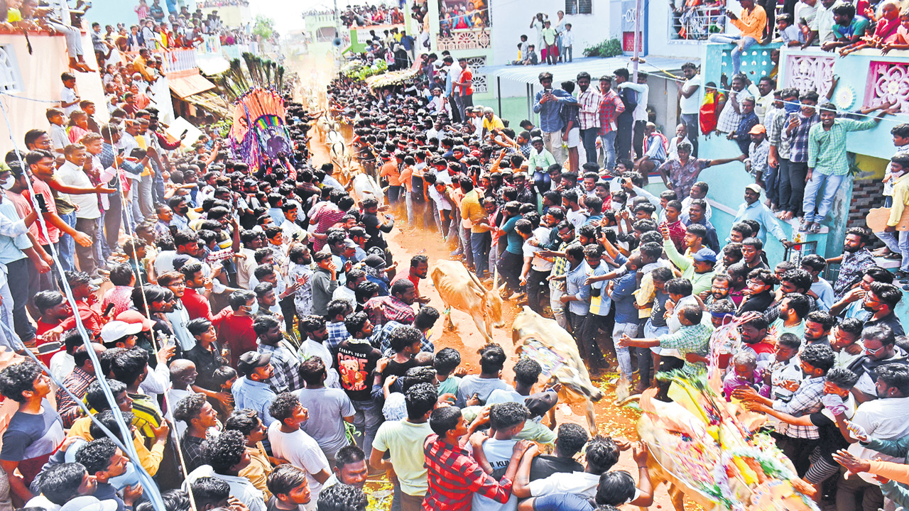 ఎ.రంగంపేటలో జల్లికట్టు వేడుకలు | A. Jallikattu celebrations in Rangampet