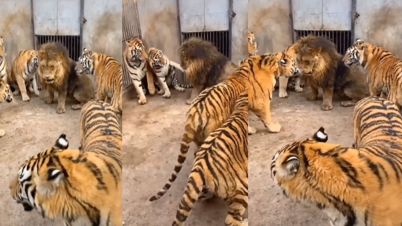 Viral Video: సింహం సింగిల్‌గా ఉంది.. ఆరు పులులతో ఫైట్.. చివరకు ఏమైందో ...