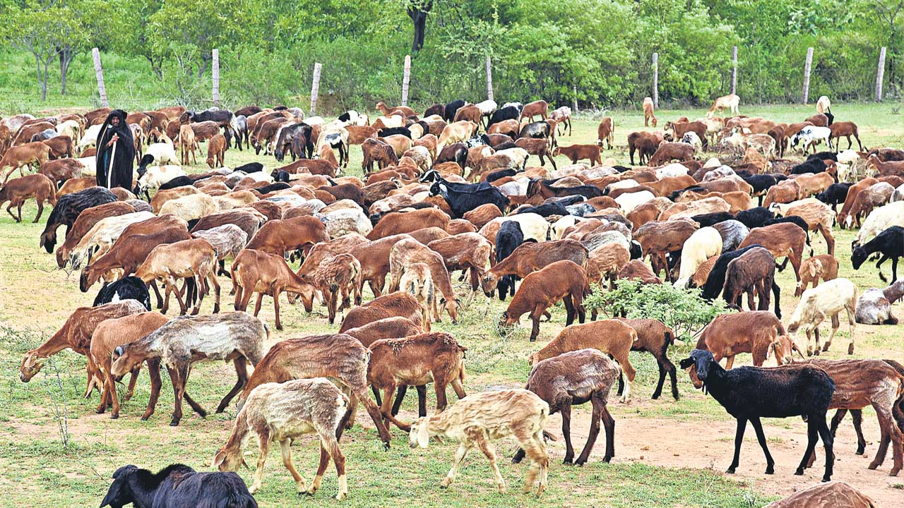 TS News: గొర్రెల పంపిణీ స్కాంపై కొనసాగుతున్న పోలీసుల దర్యాప్తు | police ...