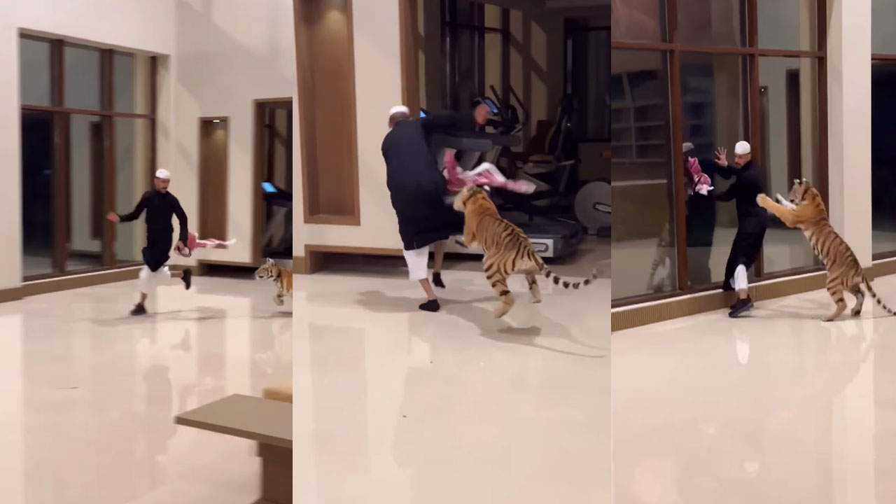 Viral Video: వామ్మో.. పెద్ద పులితో ఆటలా? పులి తరుముతుంటే వెన్నులో వణుకు ...