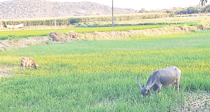 ముదురుతున్న ఎండలు.. ఎండుతున్న పంటలు | Dark sun.. drying crops