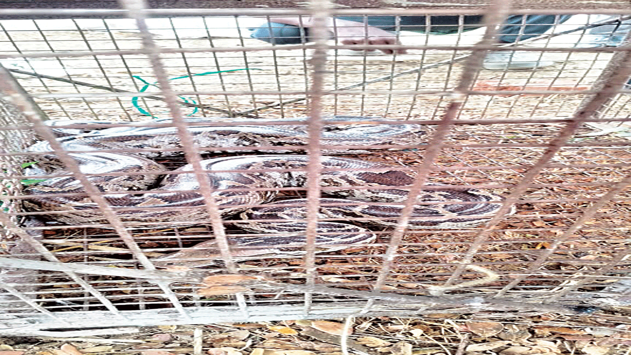 చెరువులో కొండచిలువలు | Pythons in the pond