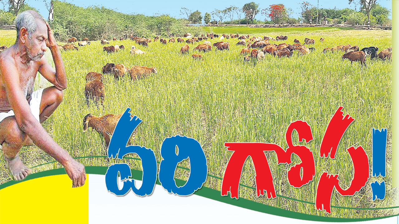 వరి గోస! | Rice husk!